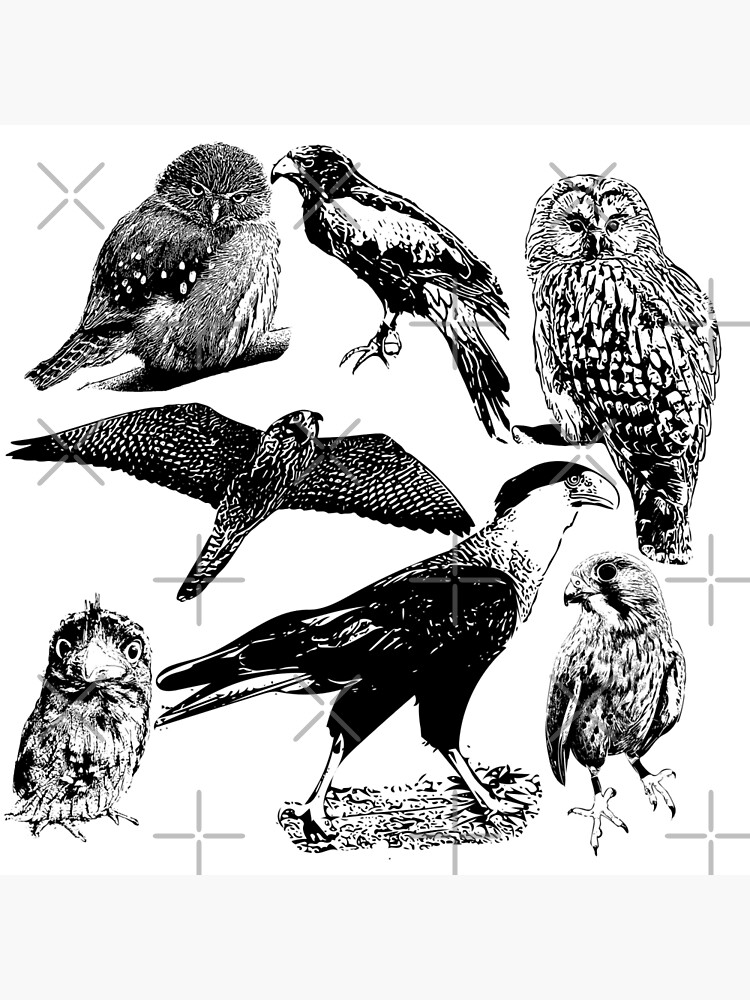 Póster «Collage de aves rapaces» de megcw | Redbubble