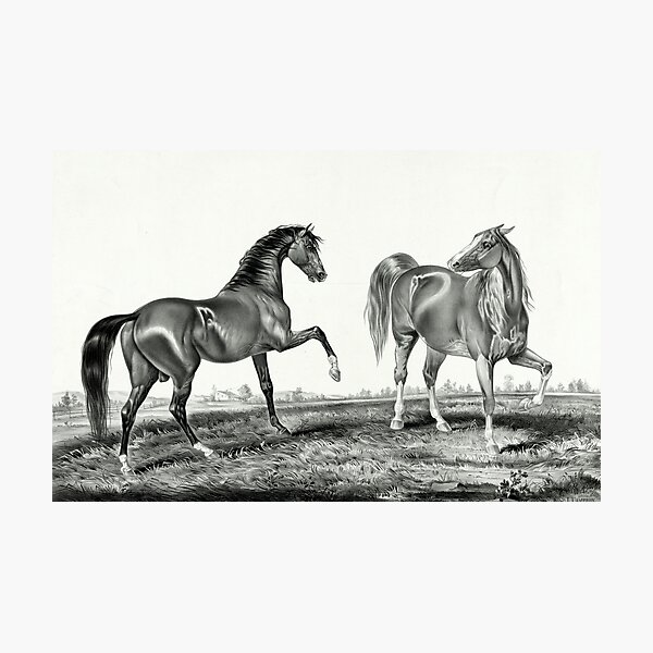 Lámina fotográfica «Perno de trote americano - Ethan Allen, Pocahontas ...