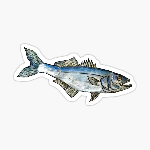 " Snapper Bluefish Drawing - Dark Blue Sea" Sticker by Michelebuttons ...