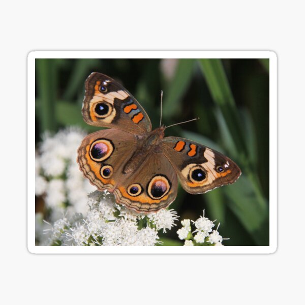 "Buckeye 8X10" Sticker for Sale by Kahna | Redbubble