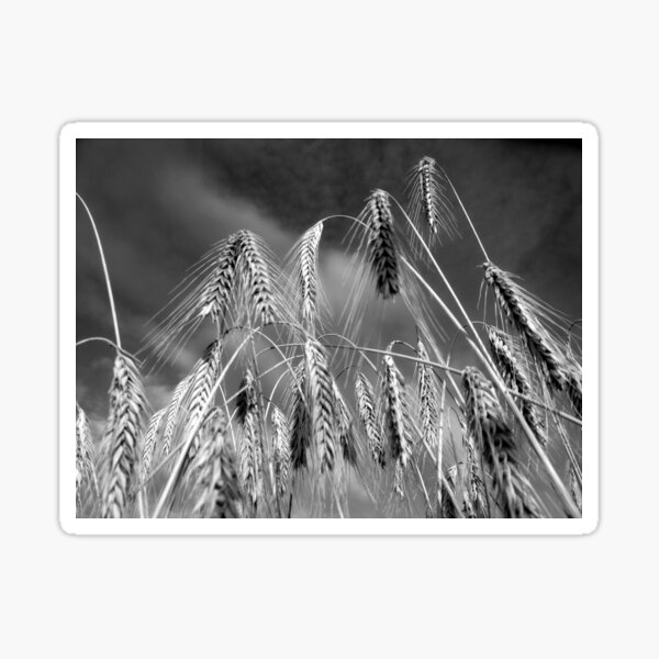 "Barley ears in black and white" Sticker for Sale by NavorolArt | Redbubble