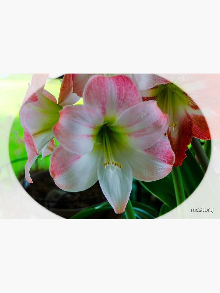 "Amaryllis 1" Sticker for Sale by mcstory | Redbubble