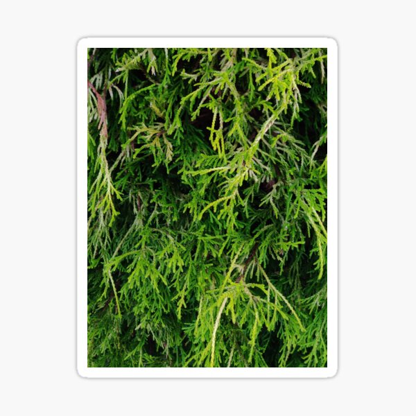 "Natural Green" Sticker by Cartomliew | Redbubble