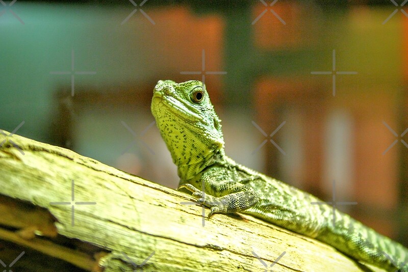 "Smug Lizard" by eidann | Redbubble