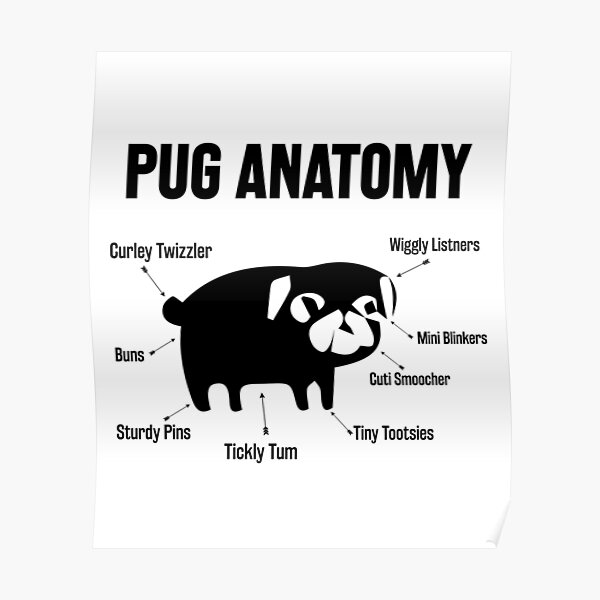 "the pug anatomy" Poster for Sale by benny0291 | Redbubble