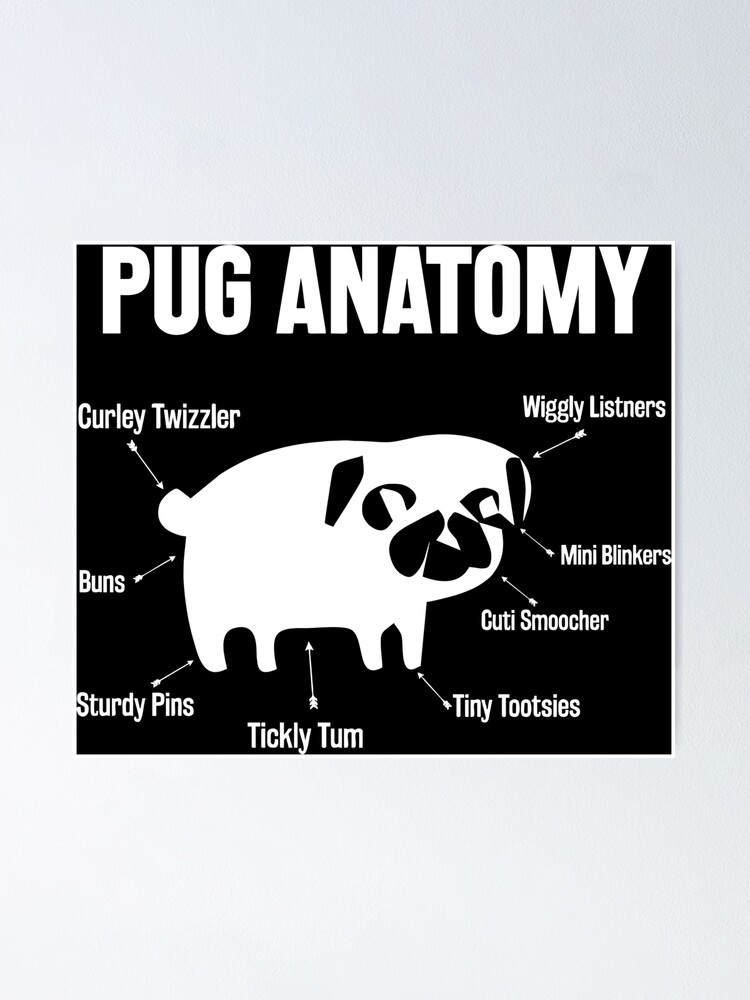 Póster «la anatomía del pug» de benny0291 | Redbubble