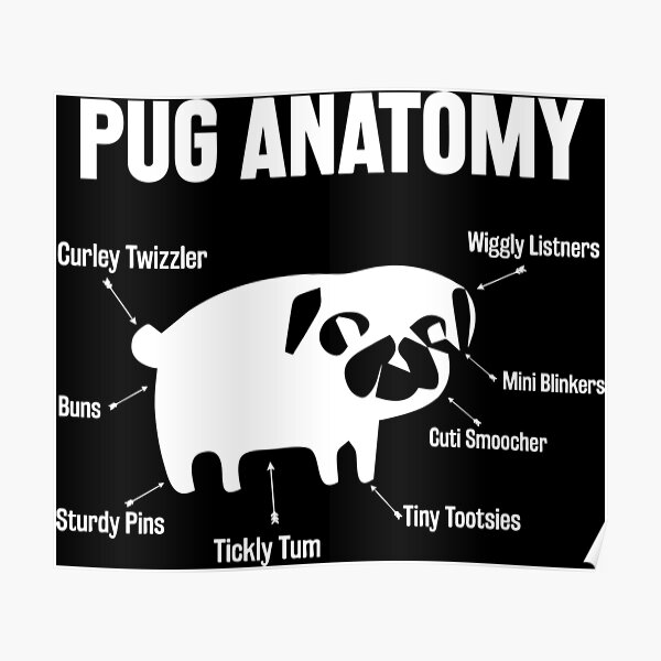 Póster «la anatomía del pug» de benny0291 | Redbubble