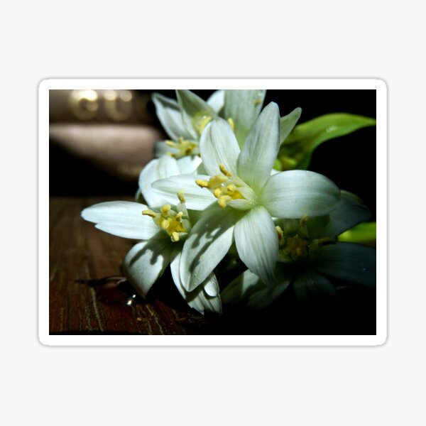 "STAR OF BETHLEHEM FLOWERS" Sticker by pepperandy | Redbubble