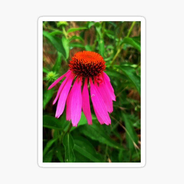 "Echinacea Sunseeker Magenta" Sticker by reginaivo | Redbubble