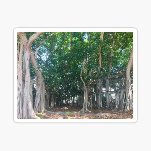 "Banyan Tree" Sticker for Sale by NatureBySamara | Redbubble