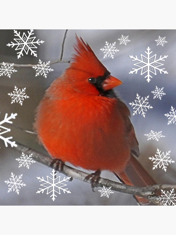 "Cardinal Art Beautiful Heaven Sent Messengers From Heaven Male Red ...