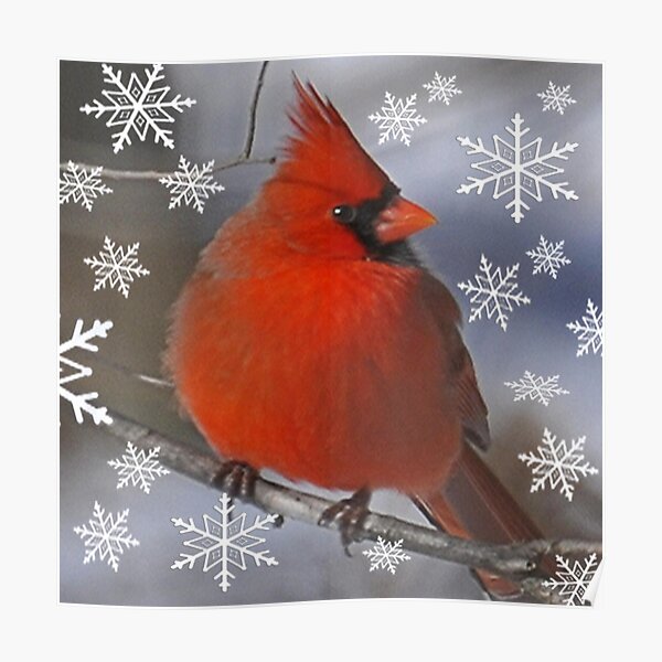 "Cardinal Art Beautiful Heaven Sent Messengers From Heaven Male Red ...