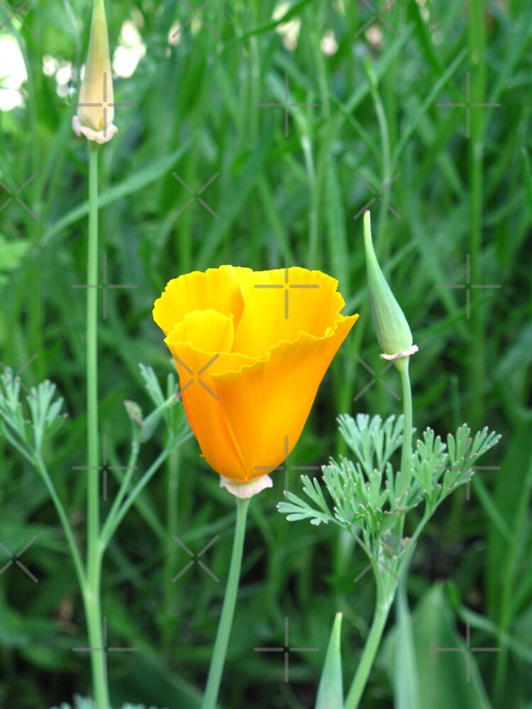 "Californian Poppy" Sticker for Sale by FlowerCloud | Redbubble