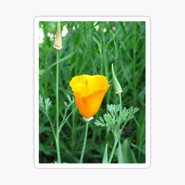 "Californian Poppy" Sticker for Sale by FlowerCloud | Redbubble