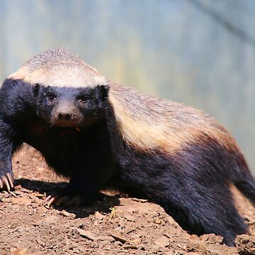 "Honey Badger Stance" Poster for Sale by Fearless-Fox | Redbubble