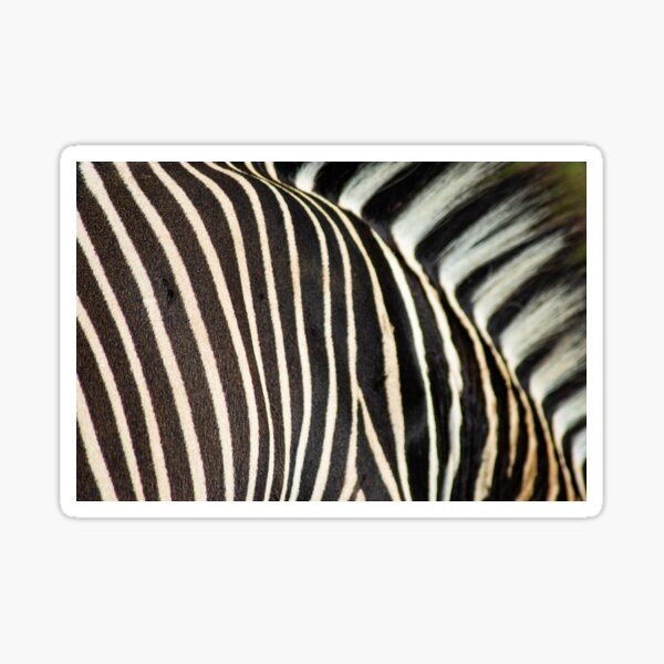 "Zebra Print" Sticker for Sale by duncandayphotos | Redbubble
