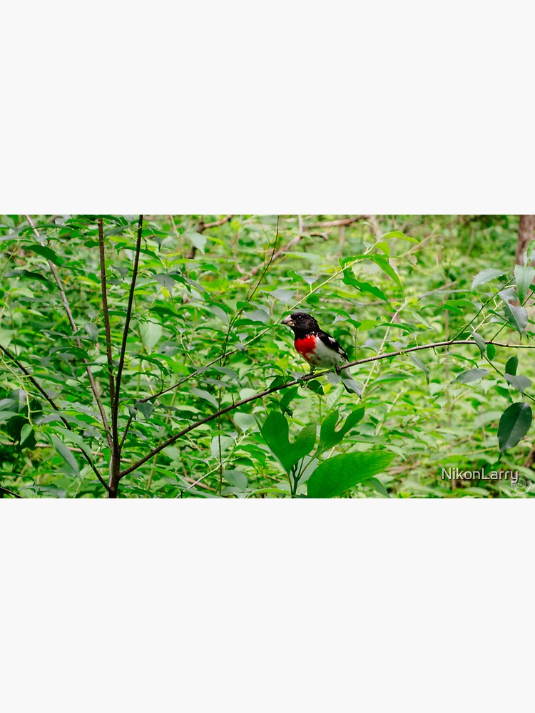 "Birdo" Sticker for Sale by NikonLarry | Redbubble