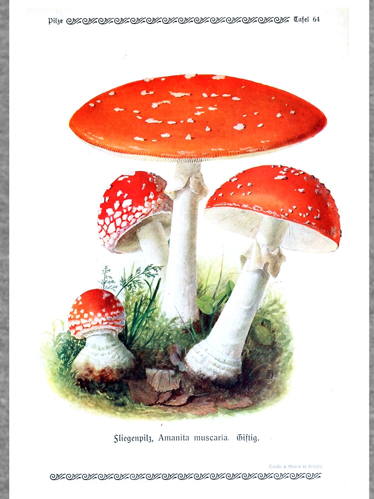 Vintage Amanita Muscaria Botanical Print 1913 From Home Mushrooms A