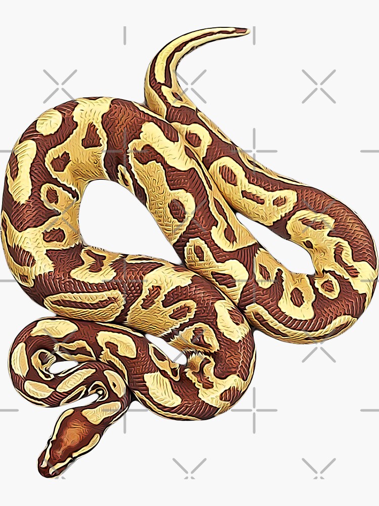 "Ball Python Monarch Morph" Sticker for Sale by Elarex | Redbubble