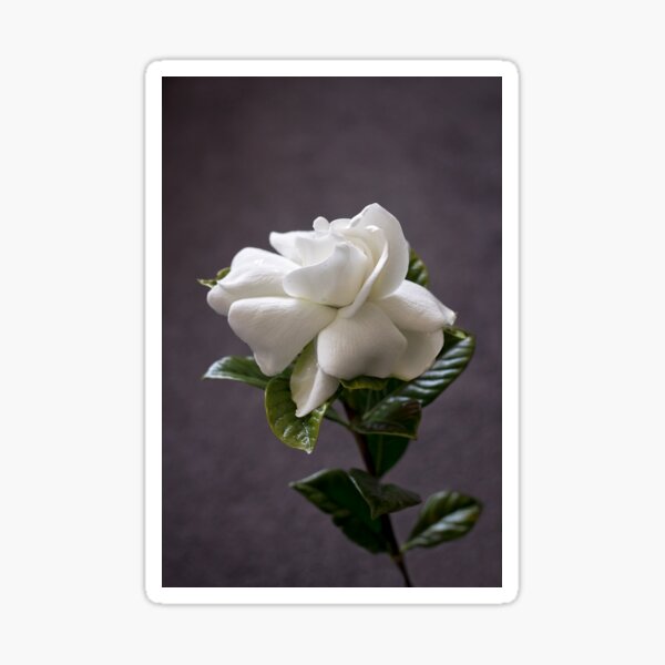 "Single Gardenia" Sticker by amor-vinces | Redbubble