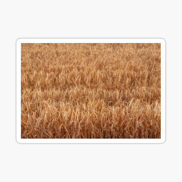 "Barley field" Sticker for Sale by iansmissenphoto | Redbubble