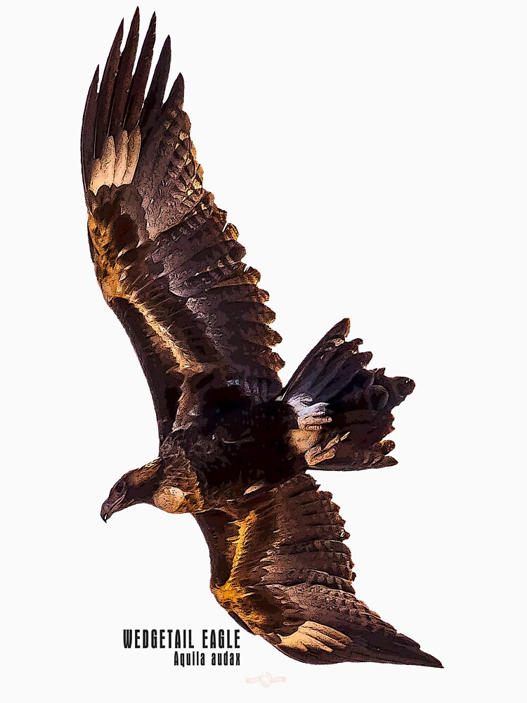 "Wedgetail Eagle_02C" T-shirt for Sale by SEADOGPRINTS | Redbubble ...