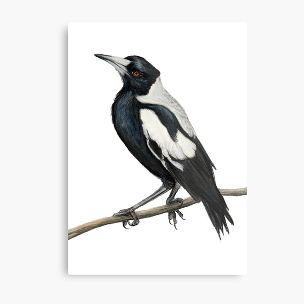 "The Australian Magpie, Collingwood's iconic bird - drawing " Metal ...