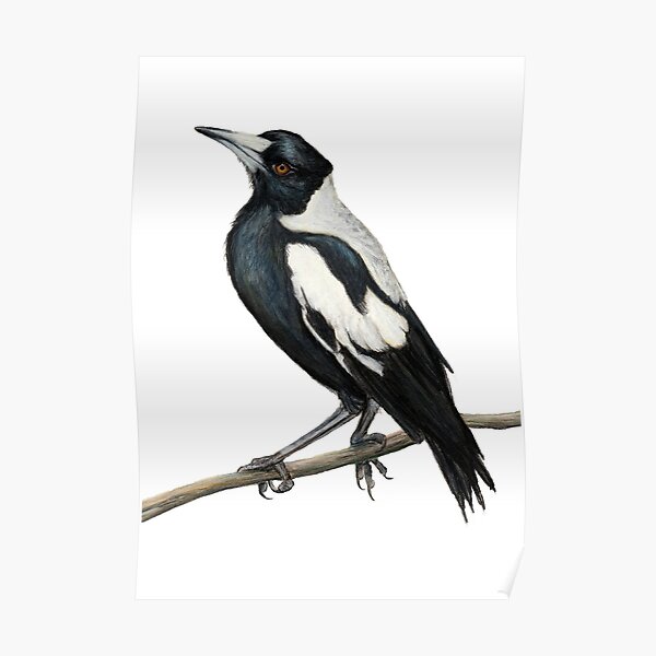 "The Australian Magpie, Collingwood's iconic bird - drawing " Poster by ...