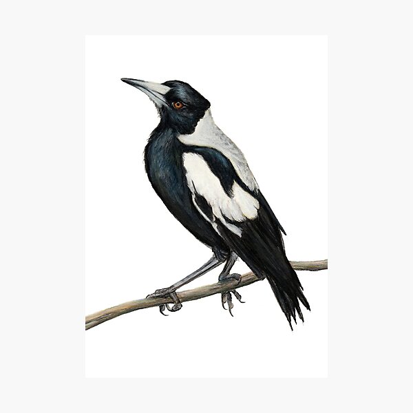 "The Australian Magpie, Collingwood's iconic bird - drawing ...