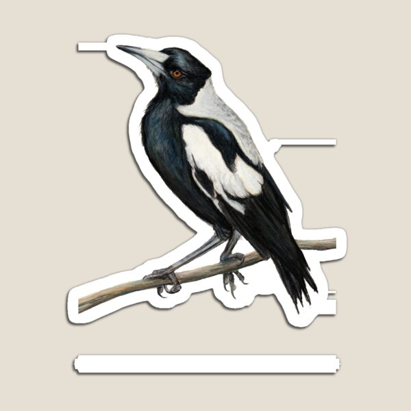 "The Australian Magpie, Collingwood's iconic bird - drawing " Magnet ...