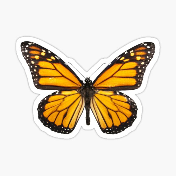 "orange butterfly" Sticker for Sale by chany | Redbubble