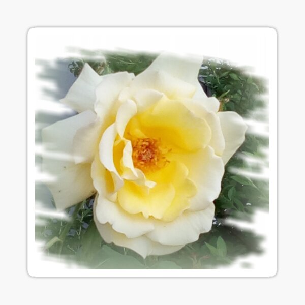 "Yellow rose" Sticker for Sale by Magileo | Redbubble