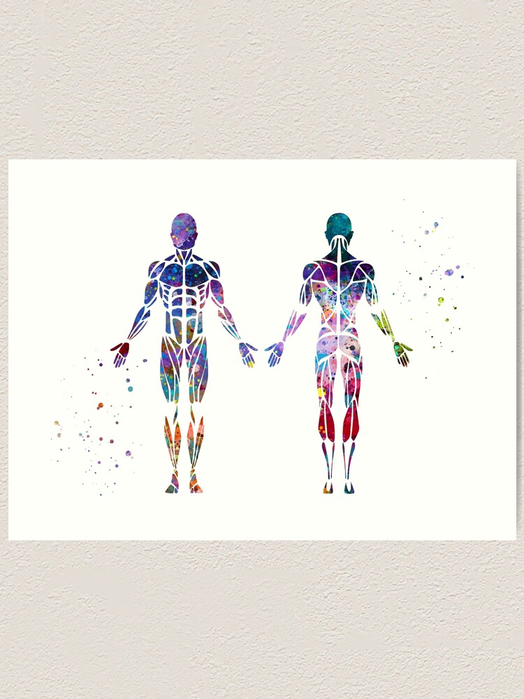 "Male Muscle Anatomy Front and Back" Art Print by EvasDreams | Redbubble