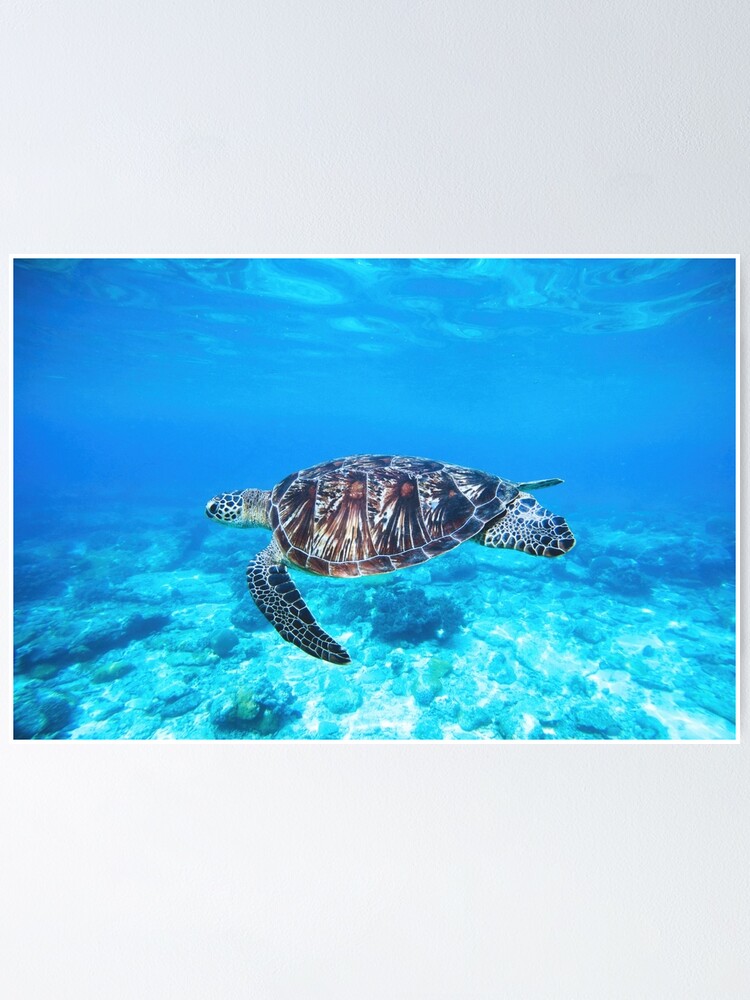 "Sea turtle in the blue ocean" Poster by maxigold | Redbubble