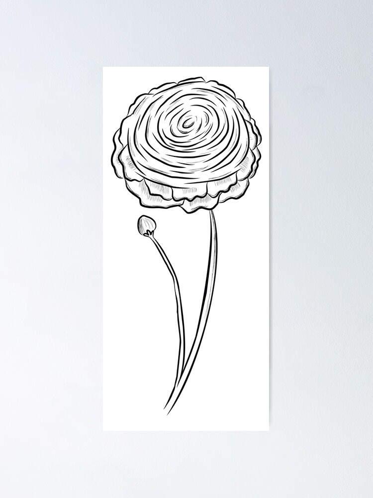 "Ranunculus Line Art" Poster for Sale by taniasofia | Redbubble