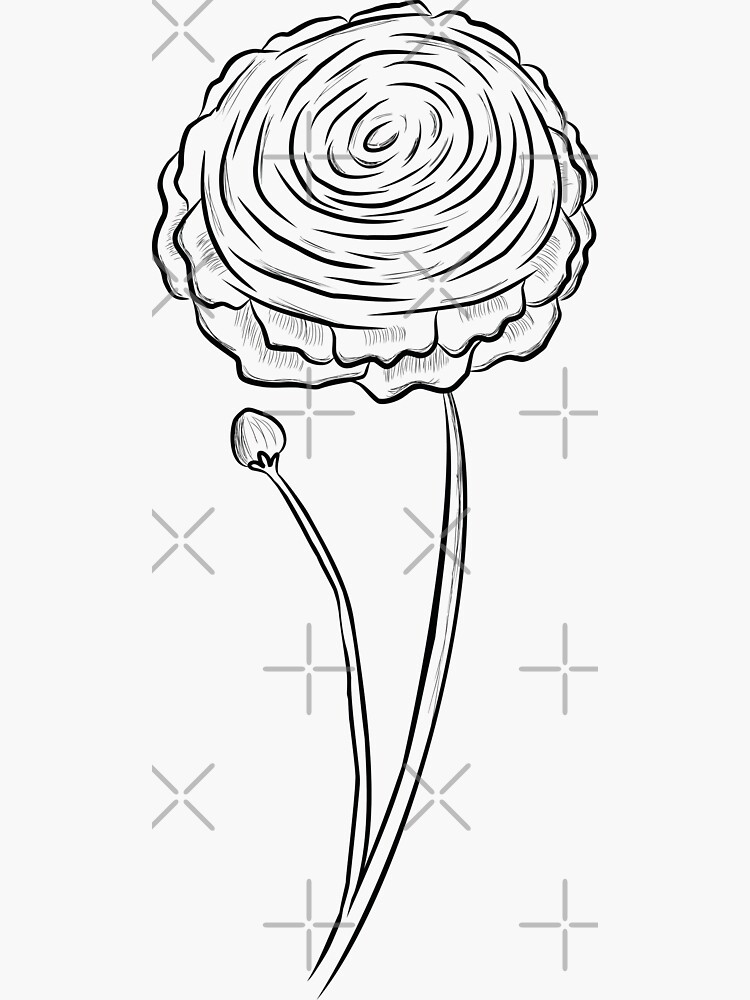 "Ranunculus Line Art" Sticker for Sale by taniasofia | Redbubble