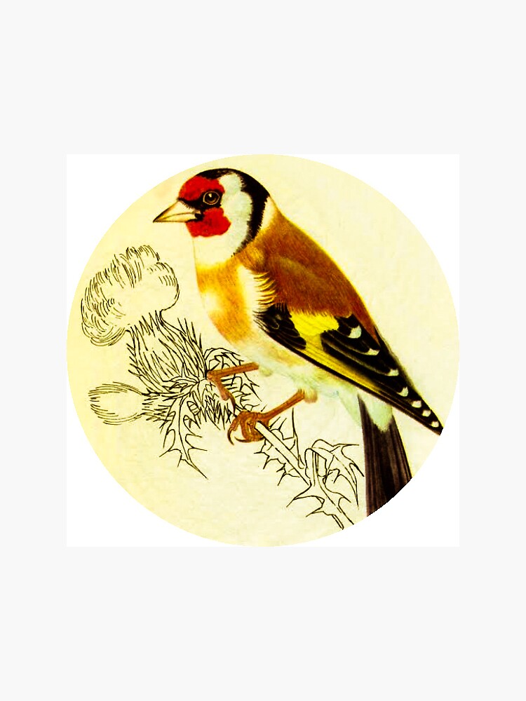 "Goldfinch" Sticker for Sale by Kim-mod | Redbubble