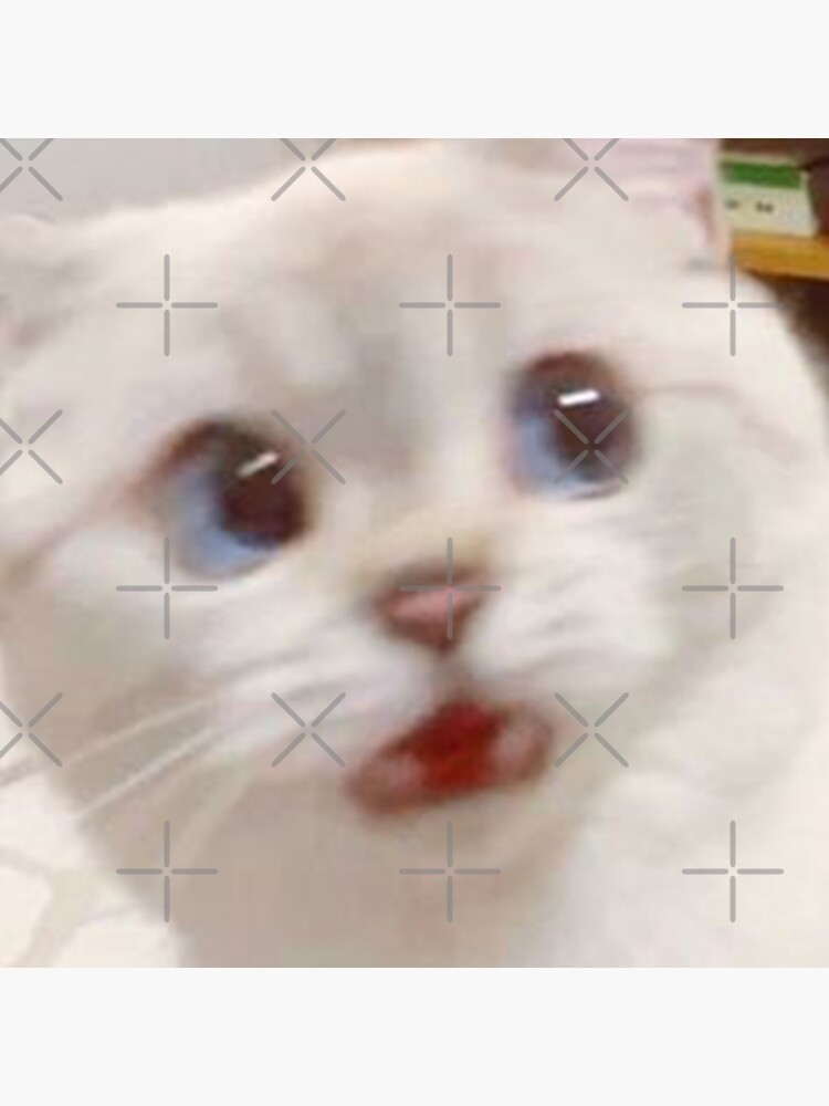 "Shook cat" Poster for Sale by cheapfan | Redbubble