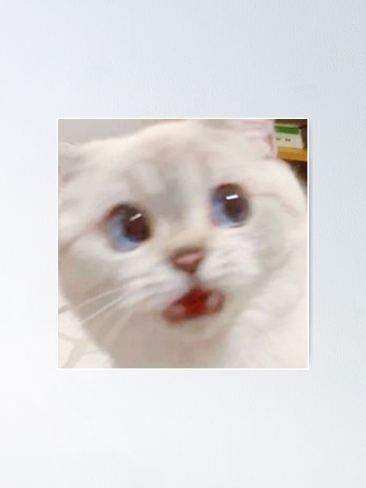 "Shook cat" Poster for Sale by cheapfan | Redbubble