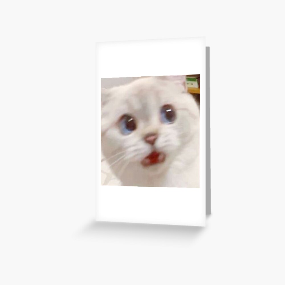 "Shook cat" Greeting Card for Sale by cheapfan | Redbubble