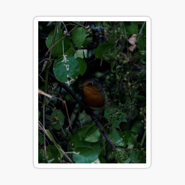 "Robin" Sticker by ITS6 | Redbubble