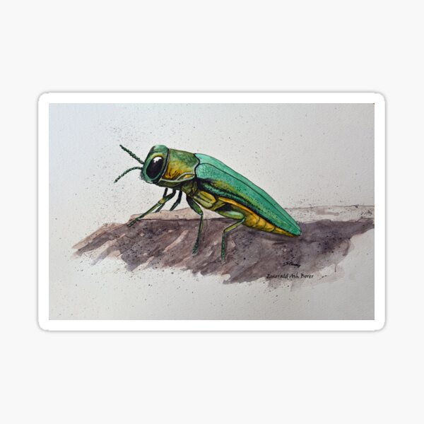 "Emerald Ash Borer" Sticker for Sale by skemmss | Redbubble