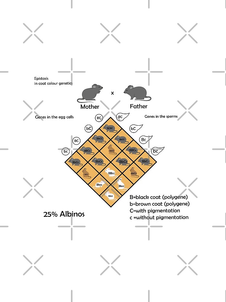 "Mendel Genetic Concept Crossing mouse Experiment Di Hybrid Cross With ...