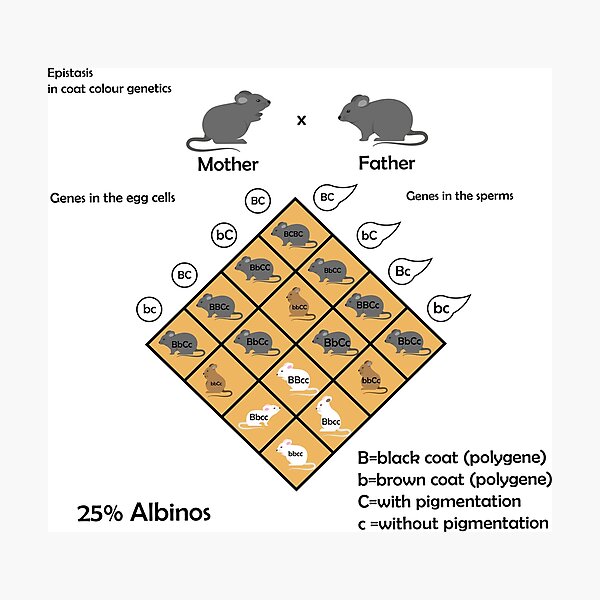 "Mendel Genetic Concept Crossing mouse Experiment Di Hybrid Cross With ...