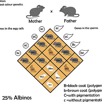 "Mendel Genetic Concept Crossing mouse Experiment Di Hybrid Cross With ...
