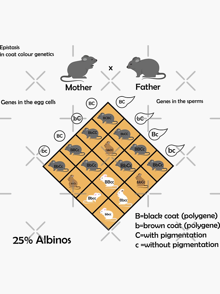 "Mendel Genetic Concept Crossing mouse Experiment Di Hybrid Cross With ...