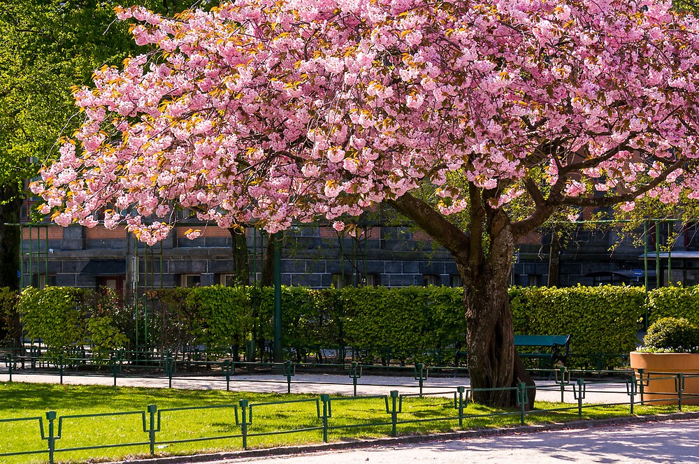 "Spring blossom, Bergen, Norway." by Paulius Bruzdeilynas | Redbubble