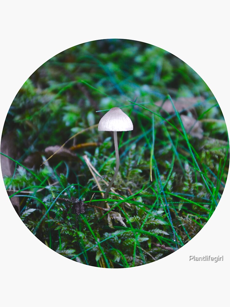 "Pointed conical bald head" Sticker for Sale by Plantlifegirl | Redbubble