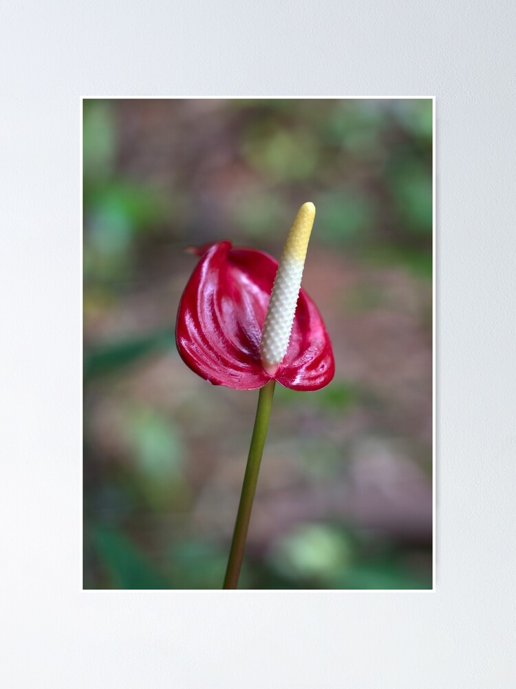 "Miniature Red Anthurium" Poster by artropica | Redbubble
