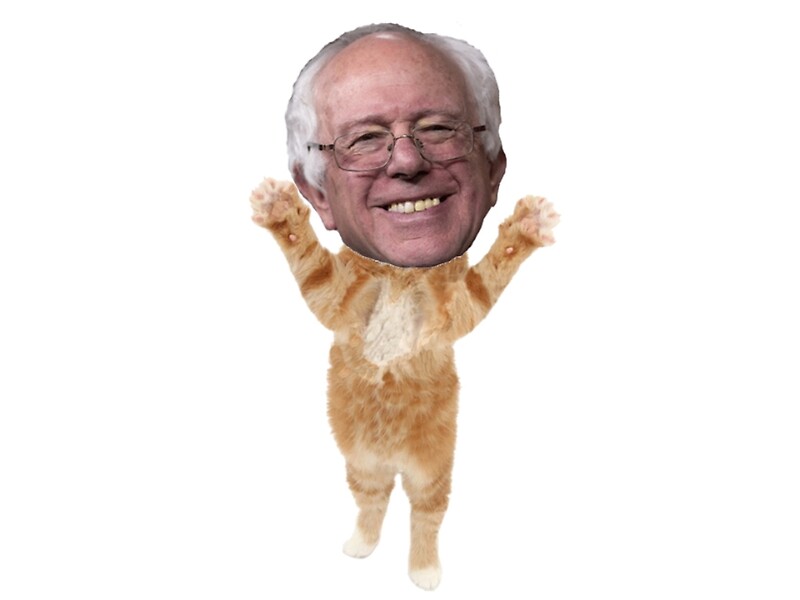 "Bernie Sanders Cat" by deefangirl | Redbubble